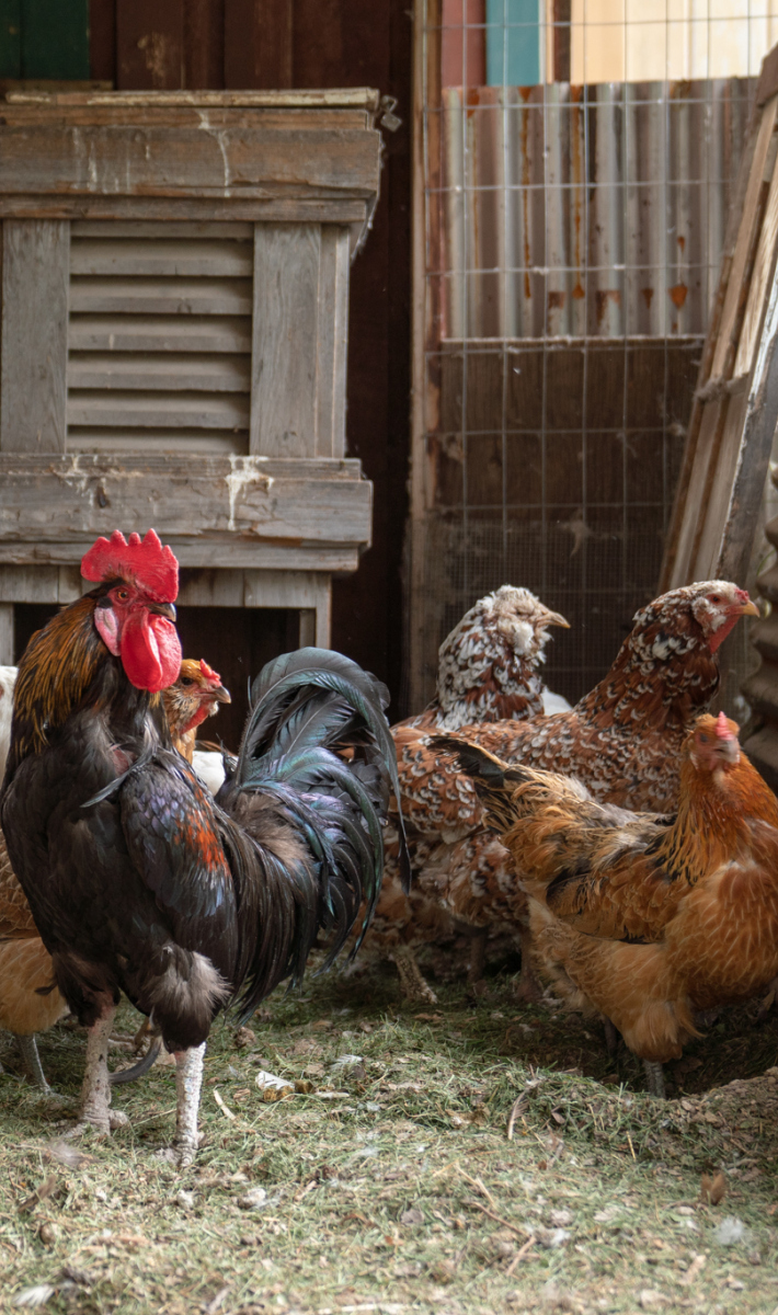 Hannah & Cindy Hamlin - Women Create